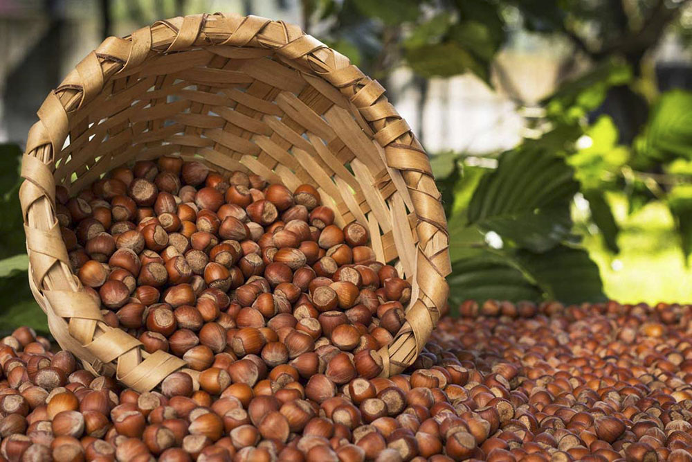 Hazelnut là hạt gì? Những điều cần biết về Hazelnut - Thế giới hạt ...